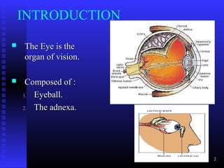 Anatomy of the eye | PPT