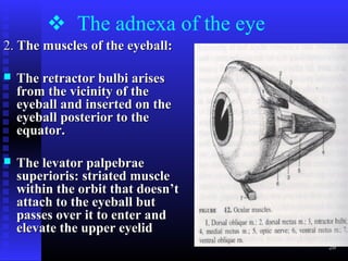 Anatomy of the eye | PPT