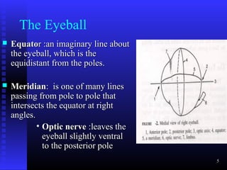 Anatomy of the eye | PPT