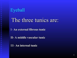 Anatomy of the eye | PPT