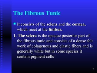 Anatomy of the eye | PPT