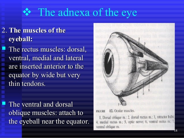 Anatomy of the eye