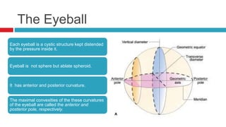 Anatomy of the eye | PPTX