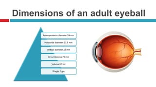 Anatomy of the eye | PPTX