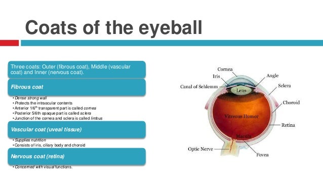 Anatomy of the eye