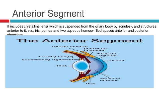 Anatomy of the eye
