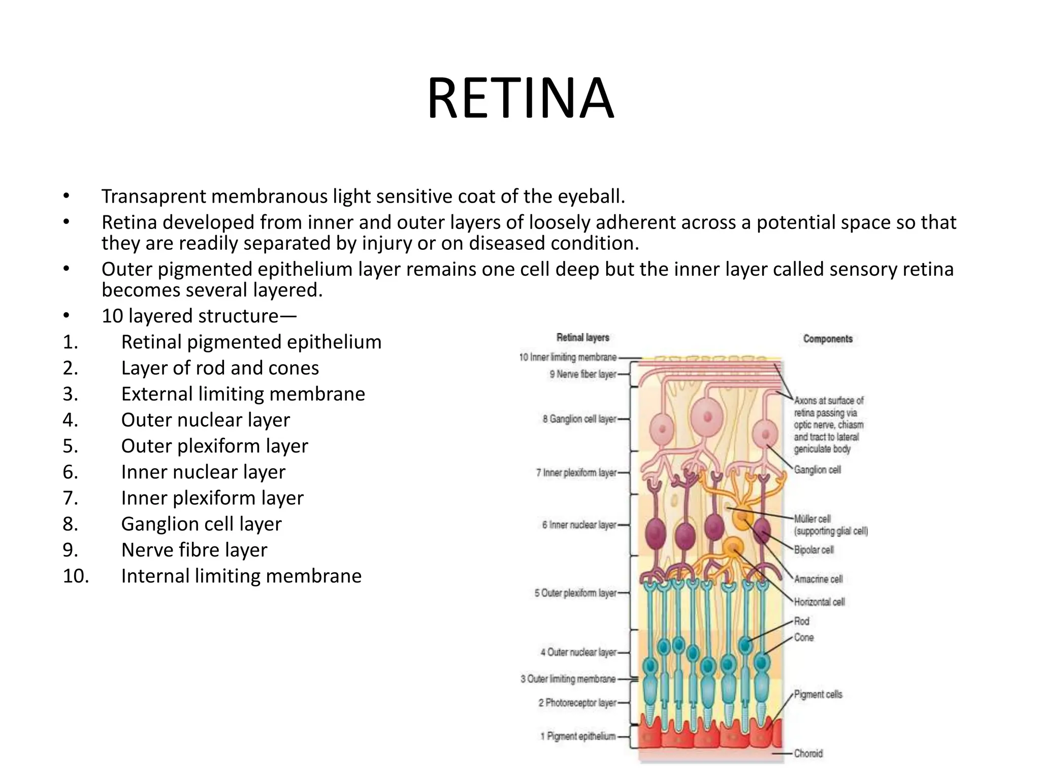 OPHTHALMOLOGY TOPIC ANATOMY OF THE HUMAN EYE.pptx