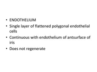 OPHTHALMOLOGY TOPIC ANATOMY OF THE HUMAN EYE.pptx