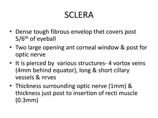 OPHTHALMOLOGY TOPIC ANATOMY OF THE HUMAN EYE.pptx