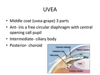 OPHTHALMOLOGY TOPIC ANATOMY OF THE HUMAN EYE.pptx