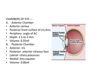 OPHTHALMOLOGY TOPIC ANATOMY OF THE HUMAN EYE.pptx