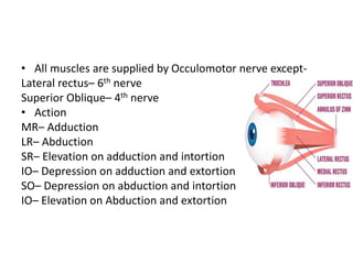 OPHTHALMOLOGY TOPIC ANATOMY OF THE HUMAN EYE.pptx