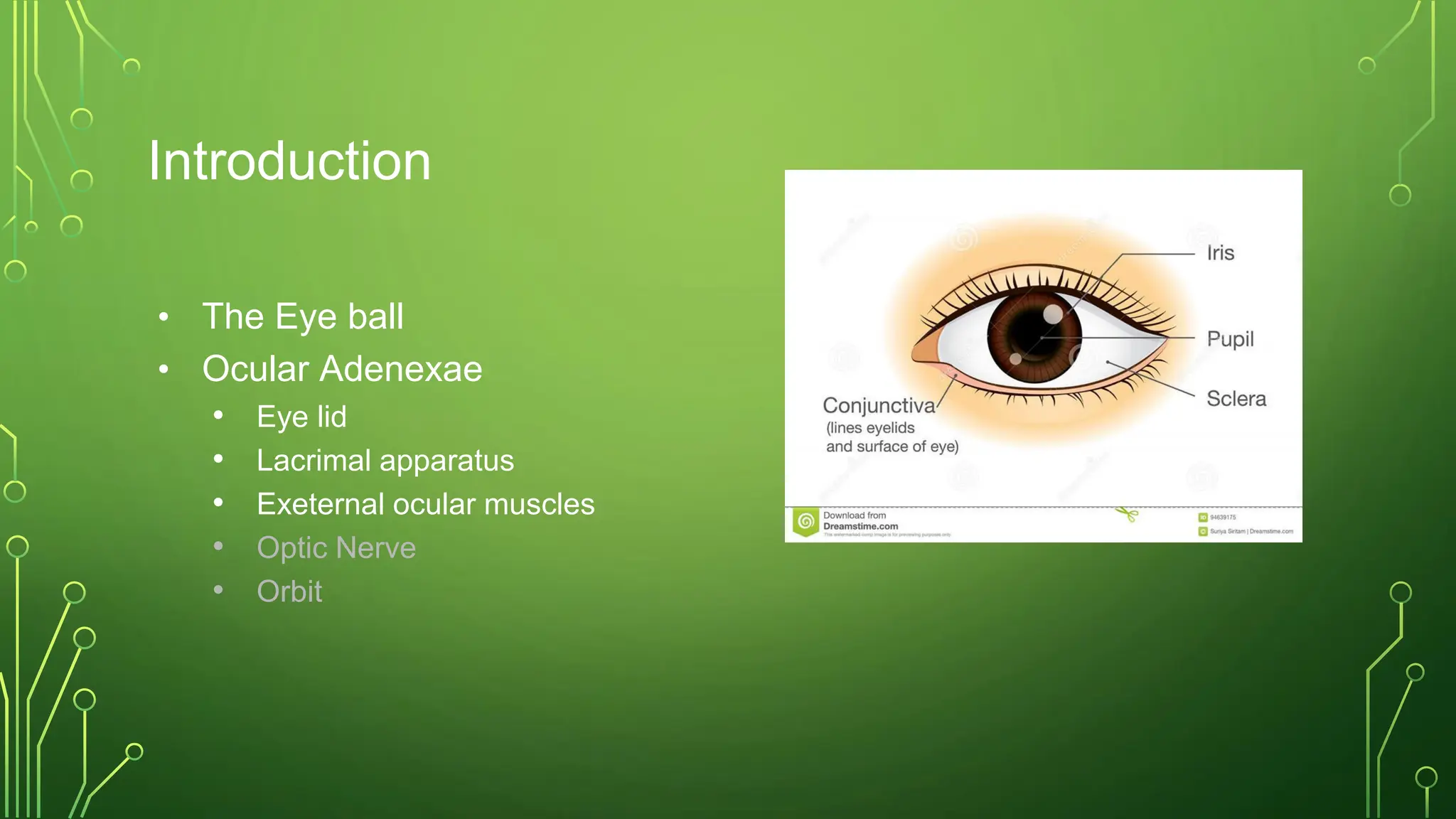 Anatomy of the Eye Organ of sight • Well protected in the bony orbit ...