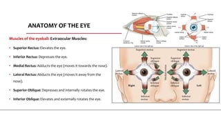 ANATOMY OF THE EYE, description of eyes anatomy | PDF