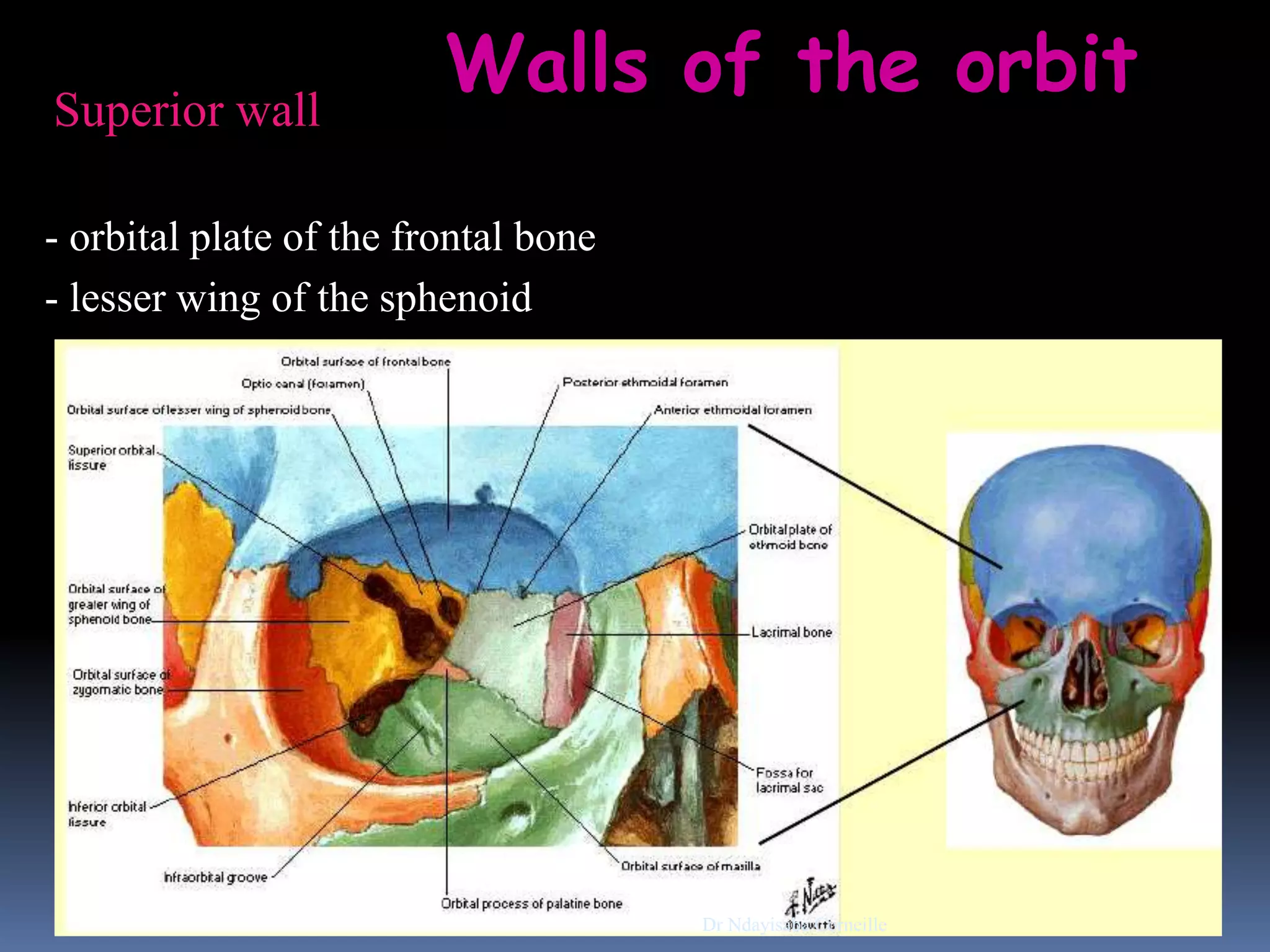 ANATOMY_OF_THE_EYE_AND_ORBITS.ppt