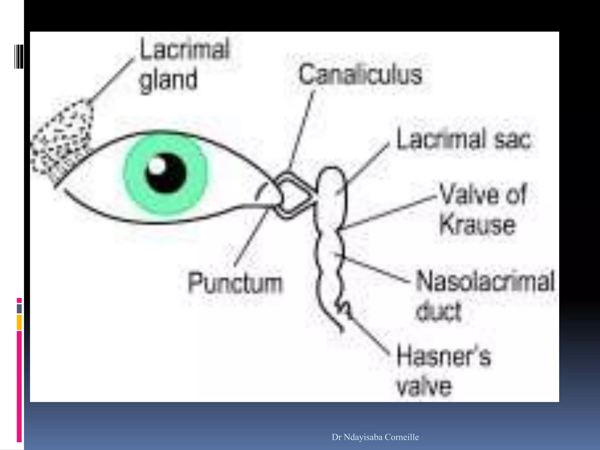 ANATOMY_OF_THE_EYE_AND_ORBITS.ppt
