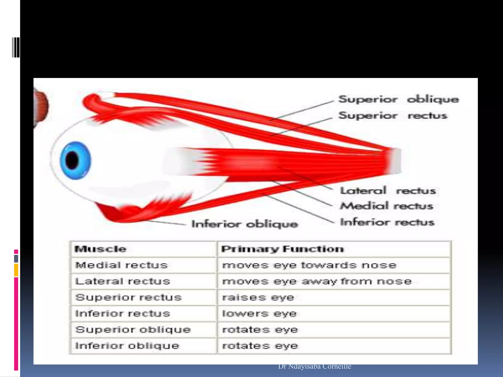 ANATOMY_OF_THE_EYE_AND_ORBITS.ppt