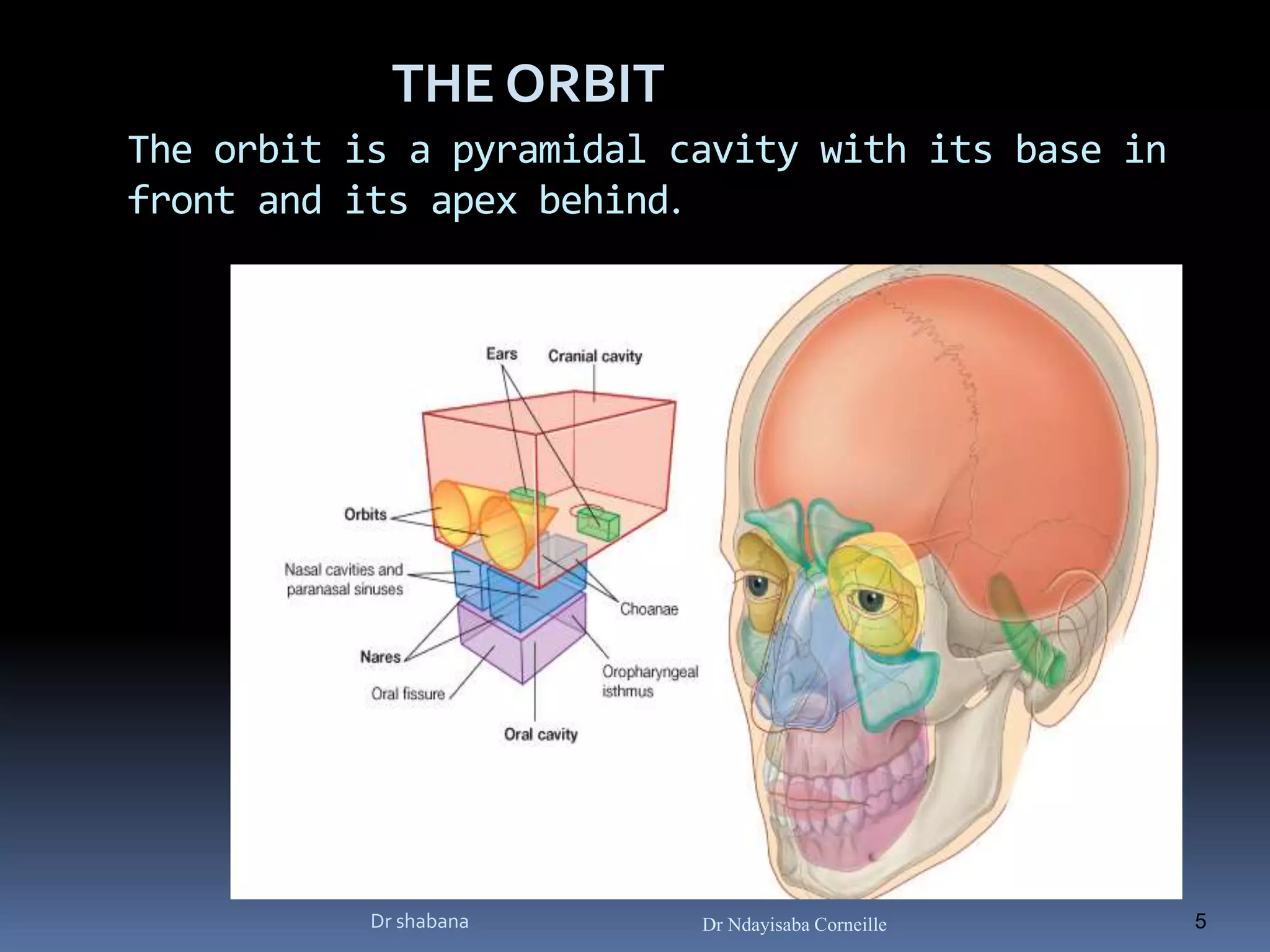 ANATOMY_OF_THE_EYE_AND_ORBITS.ppt