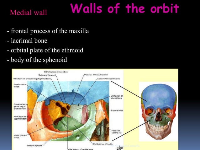 ANATOMY_OF_THE_EYE_AND_ORBITS.ppt