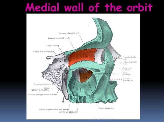 ANATOMY_OF_THE_EYE_AND_ORBITS.ppt