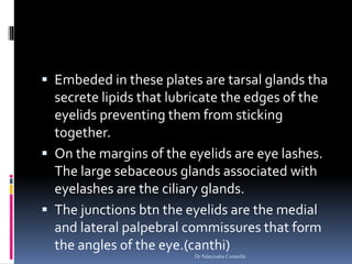ANATOMY_OF_THE_EYE_AND_ORBITS.ppt