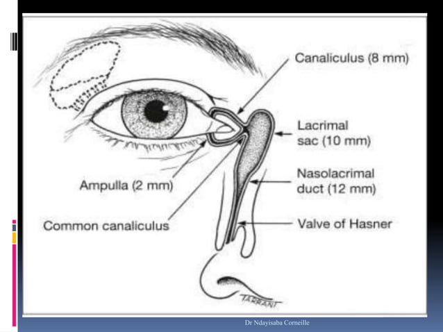 ANATOMY_OF_THE_EYE_AND_ORBITS.ppt