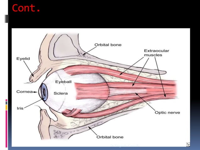 ANATOMY_OF_THE_EYE_AND_ORBITS.ppt