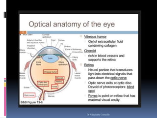 ANATOMY_OF_THE_EYE_AND_ORBITS.ppt