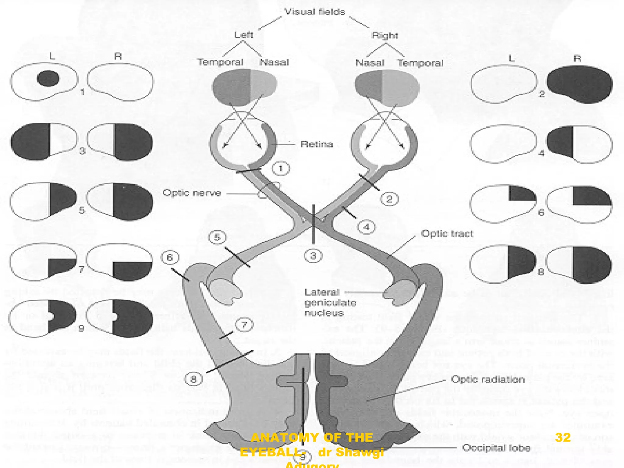 Anatomy of the eyeball - dr Shawgi Adugory | PPT