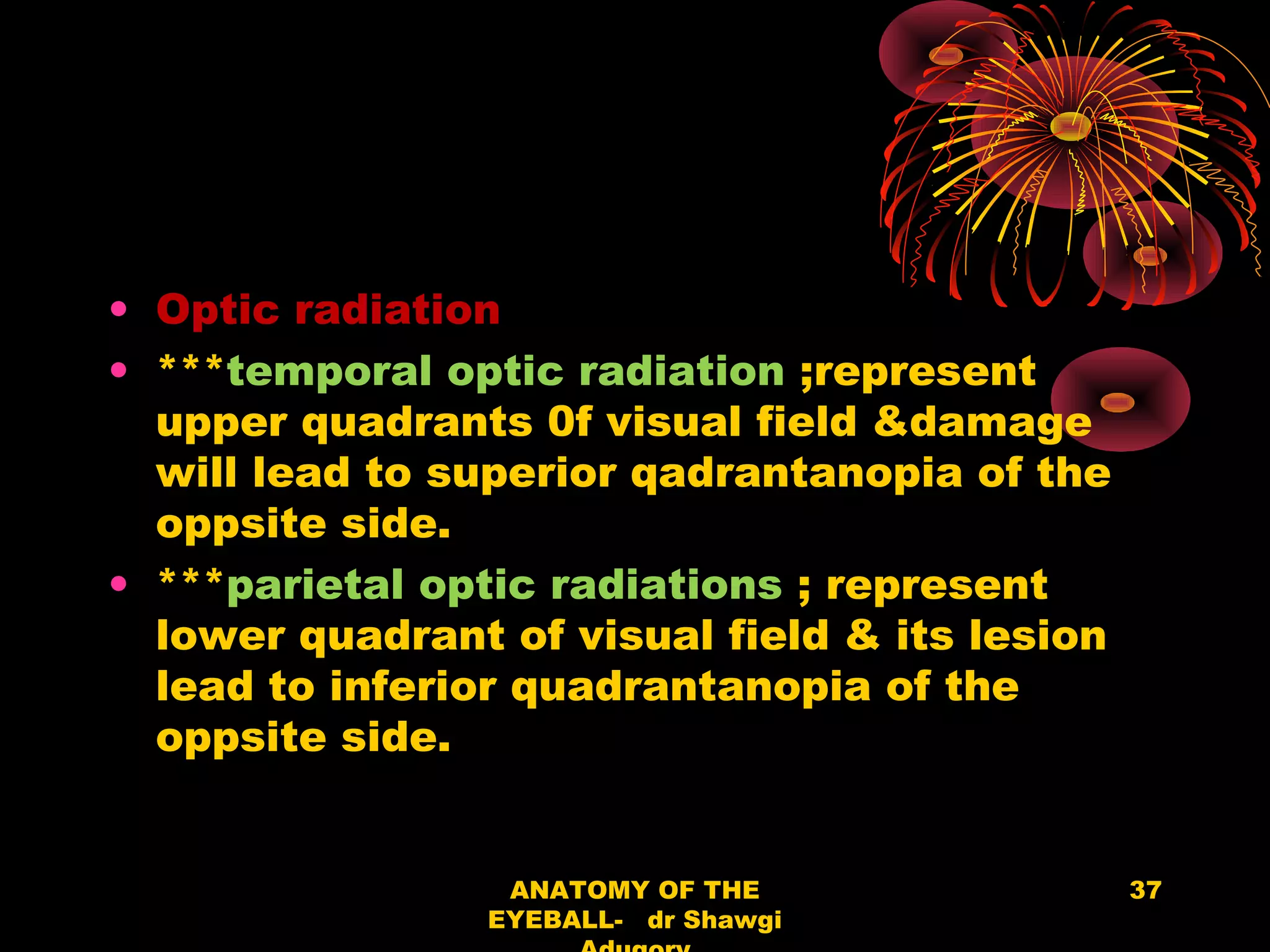 Anatomy of the eyeball - dr Shawgi Adugory | PPT | Eye and Vision ...