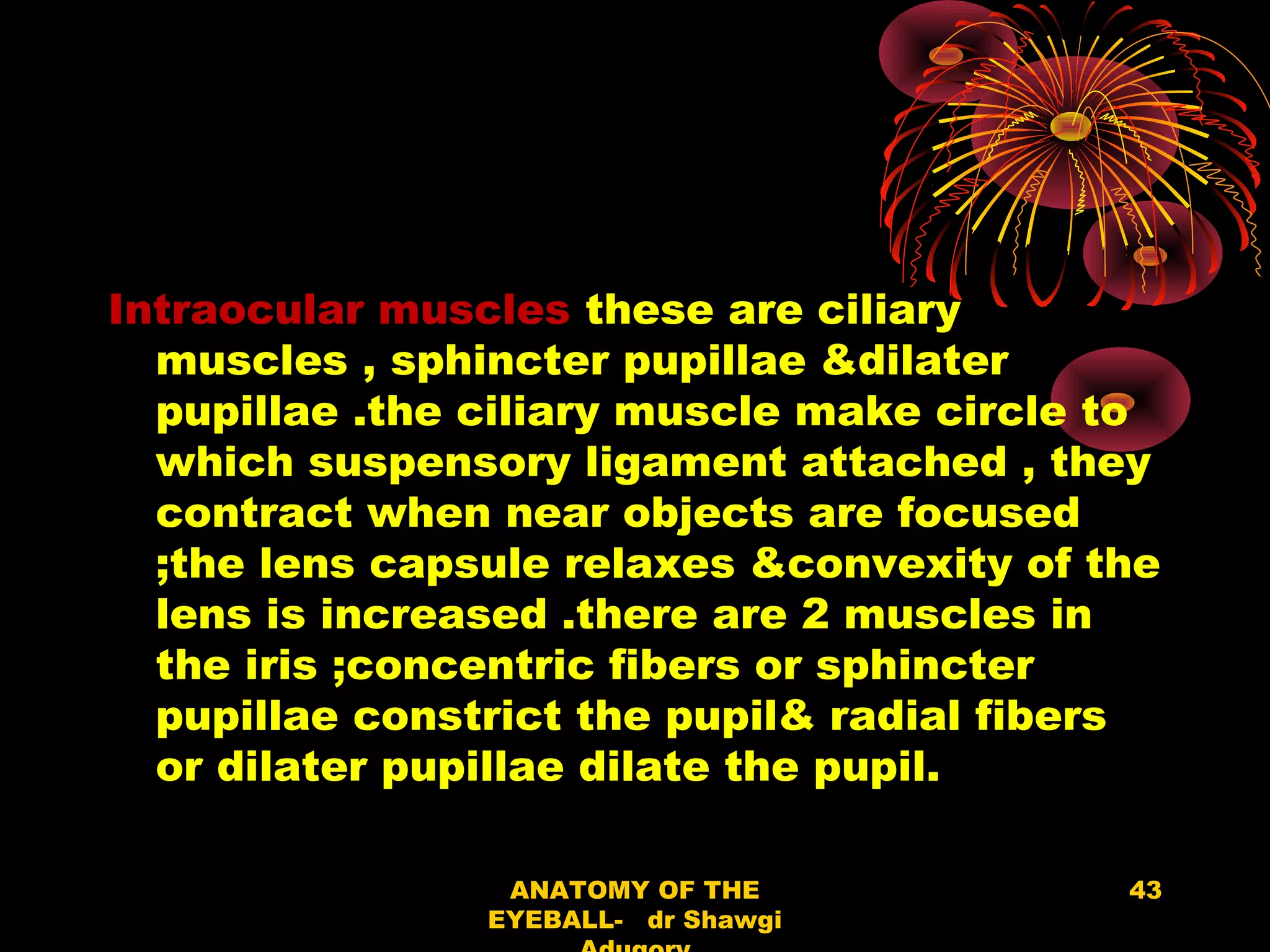 Anatomy of the eyeball - dr Shawgi Adugory | PPT