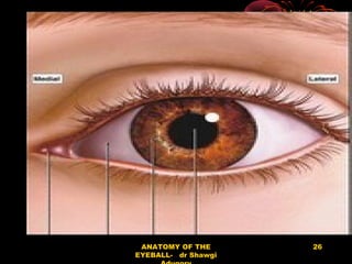 Anatomy of the eyeball - dr Shawgi Adugory | PPT