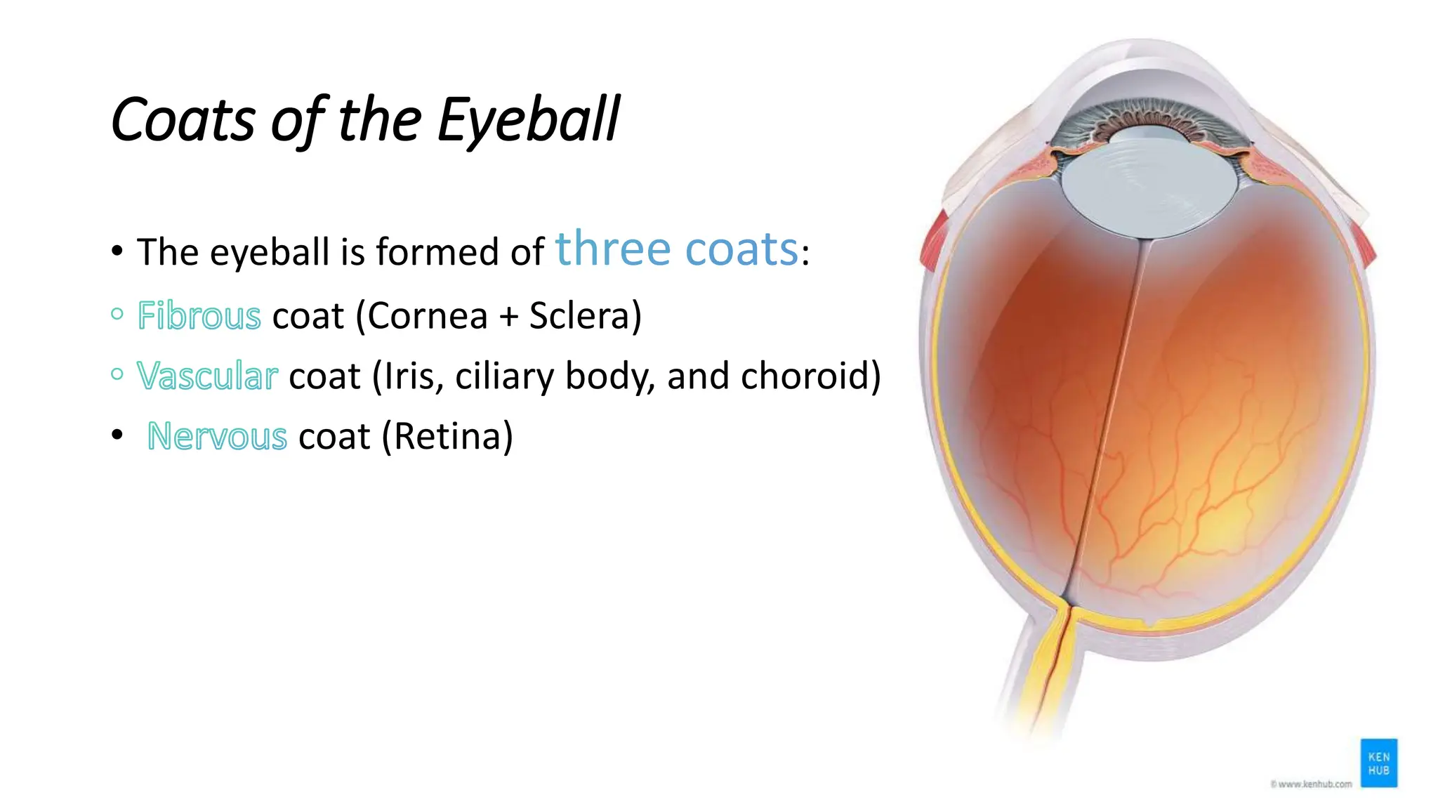 Anatomy Of The Eyeball.pptx | Eye and Vision Conditions | Diseases and ...