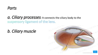 Anatomy Of The Eyeball.pptx | Eye and Vision Conditions | Diseases and ...