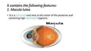 Anatomy Of The Eyeball.pptx | Eye and Vision Conditions | Diseases and ...