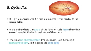 Anatomy Of The Eyeball.pptx | Eye and Vision Conditions | Diseases and ...