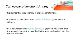 Anatomy Of The Eyeball.pptx | Eye and Vision Conditions | Diseases and ...