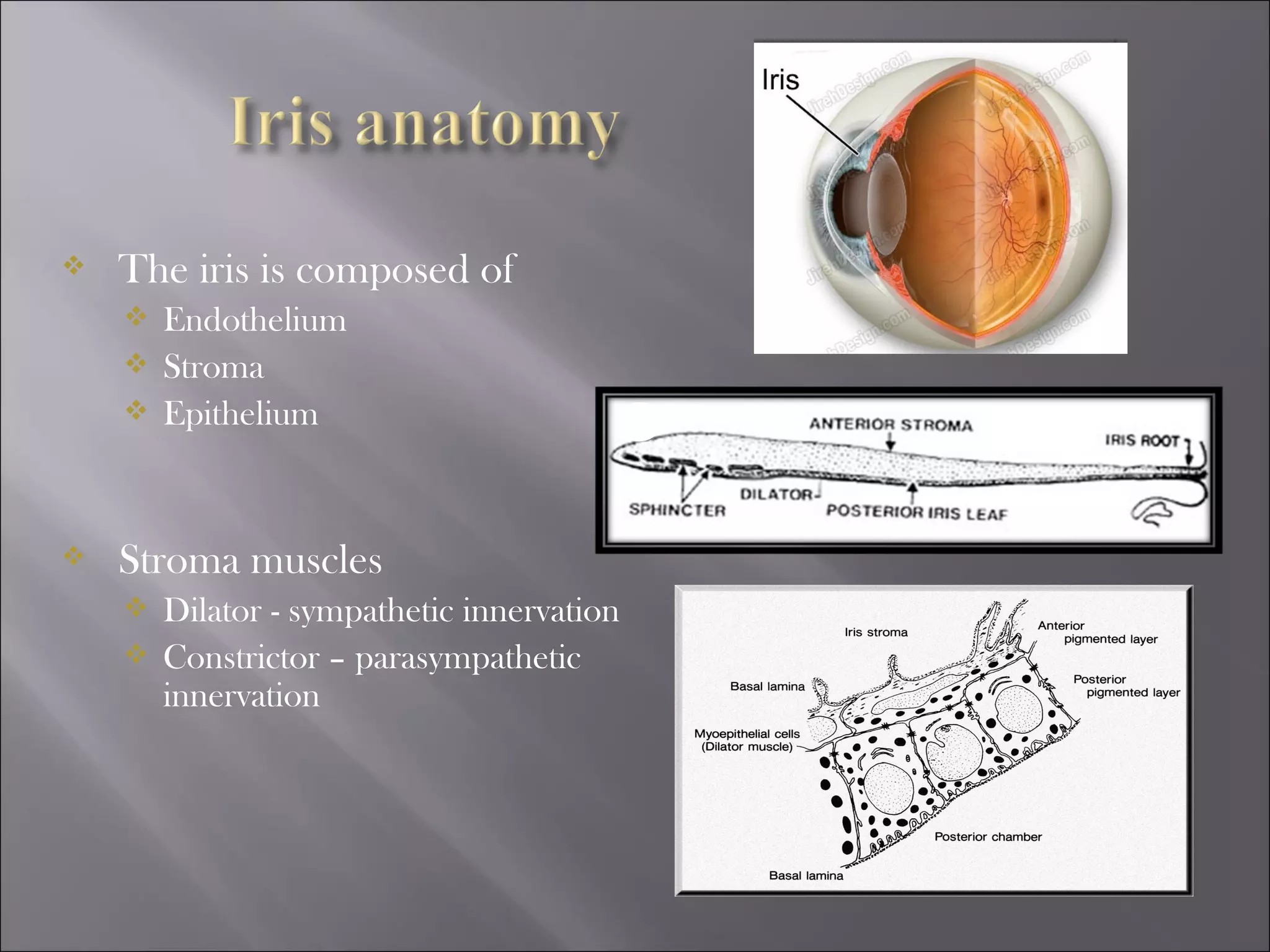 Anatomy of the eye for studentss | PPT