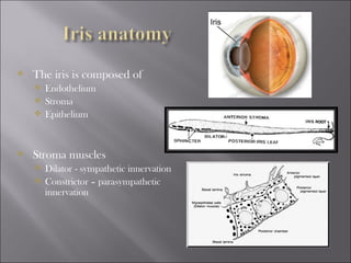 Anatomy of the eye for studentss | PPT