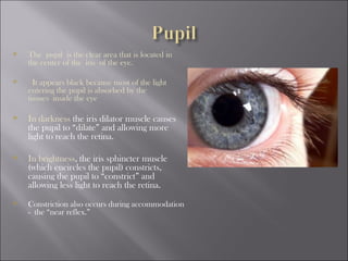 Anatomy of the eye for studentss | PPT