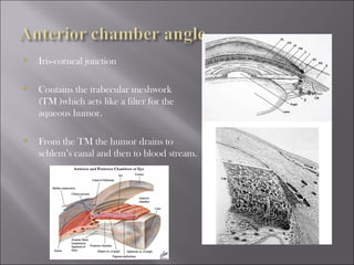 Anatomy of the eye for studentss | PPT