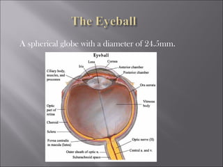 Anatomy of the eye for studentss | PPT