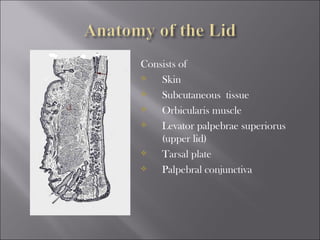 Anatomy of the eye for studentss | PPT
