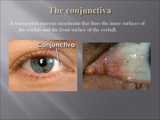 Anatomy of the eye for studentss | PPT