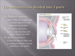 Anatomy of the eye for studentss | PPT