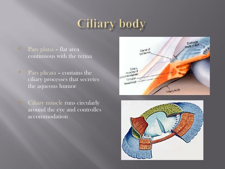 Anatomy of the eye for studentss
