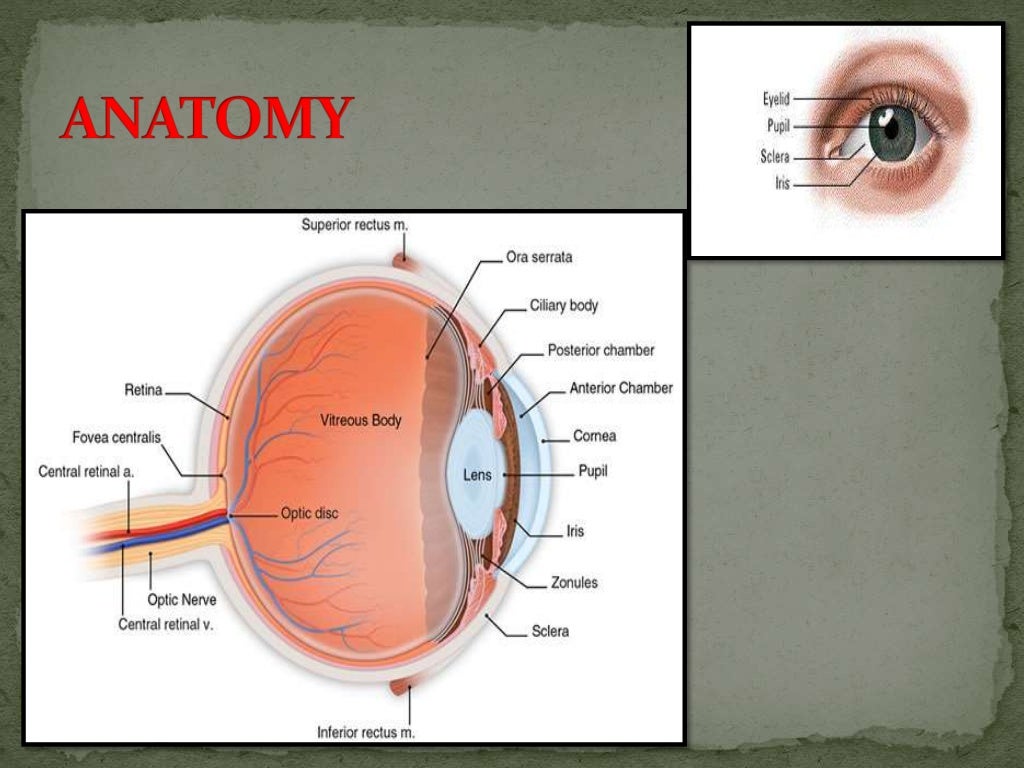 Anatomy of the eye human eye anatomy aakash eye hospital