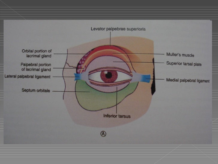 Eyelid Anatomy