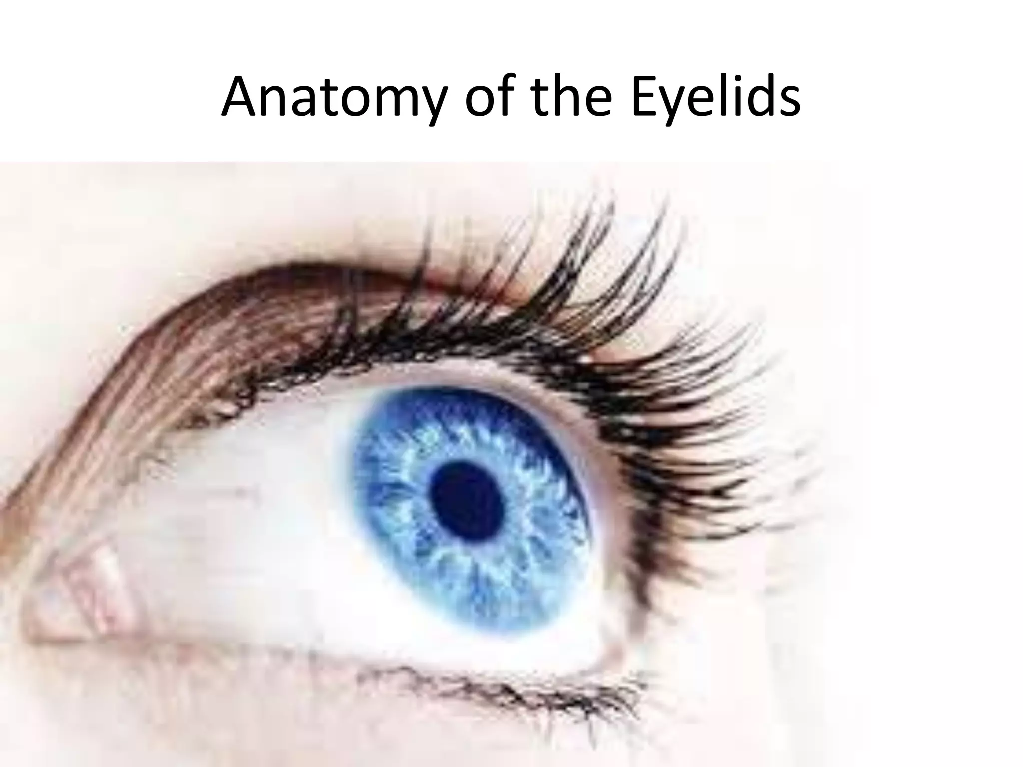 Anatomy of the eyelids | PPTX