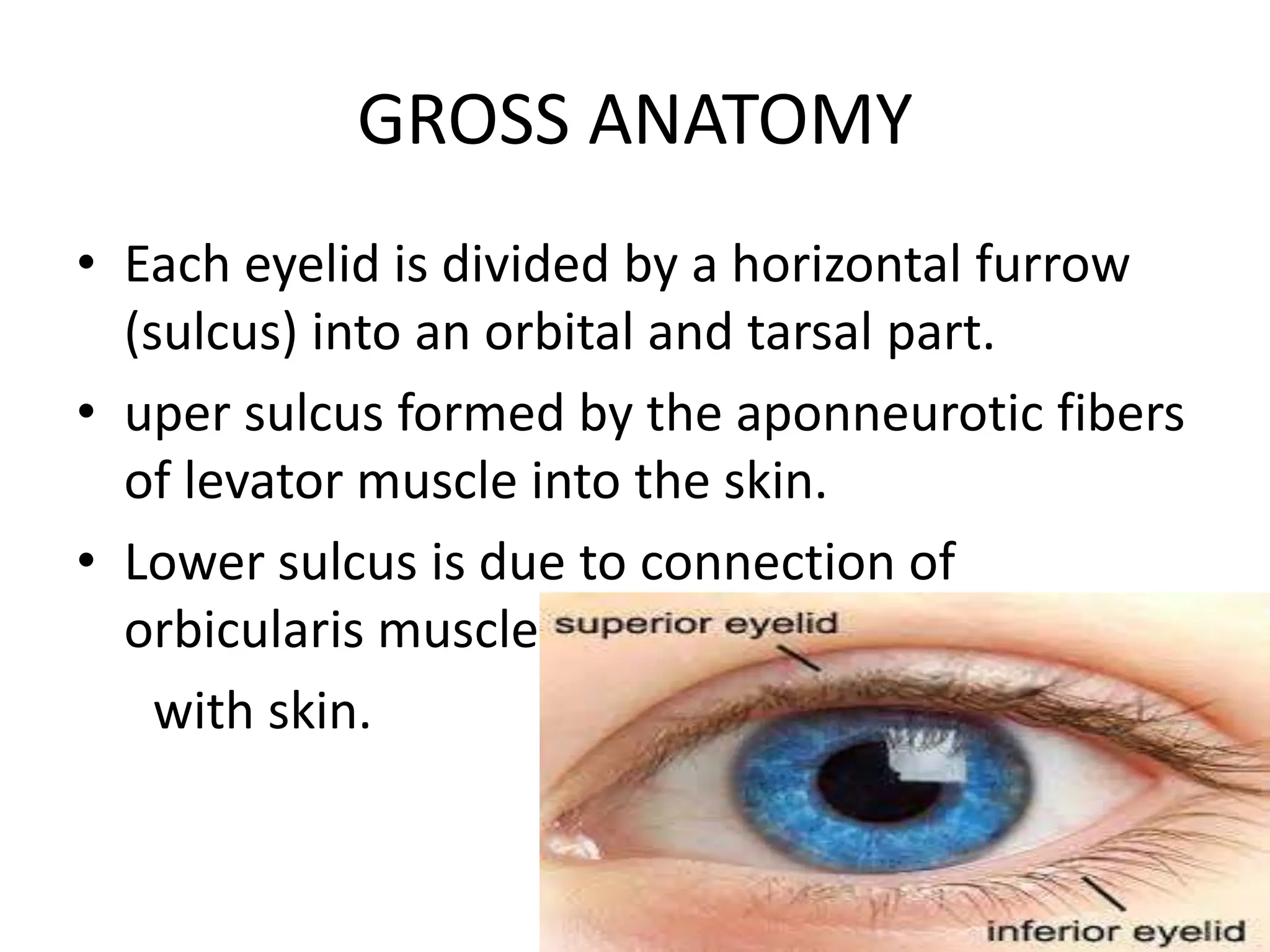 Anatomy of the eyelids | PPTX